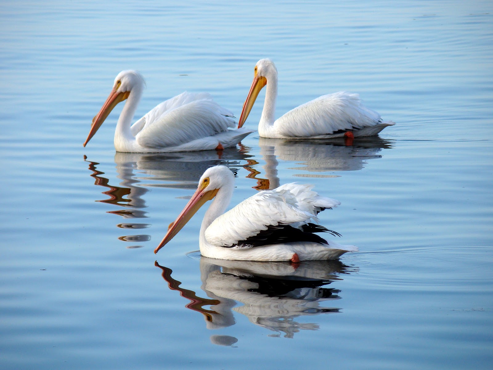 Pine Island, Florida: Don't forget the Great Backyard Bird Count Starts ...