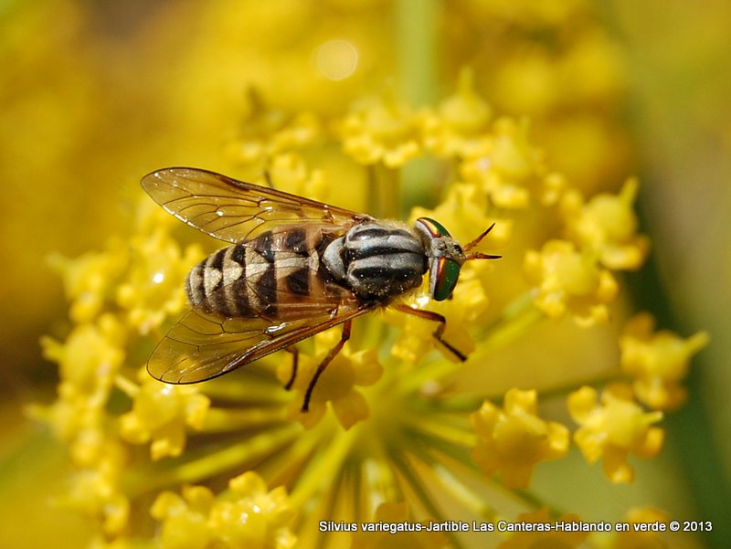 Hablando en verde: Tábanos, Silvius variegatus