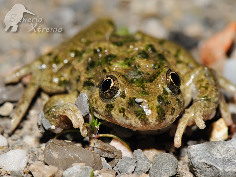 Bicherío Xtremo: Sapillos moteados en Valdeolea...