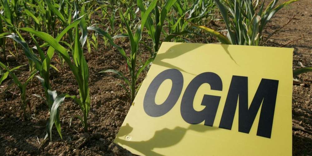 Comment l’Union Européenne a imposé les maïs OGM à la France