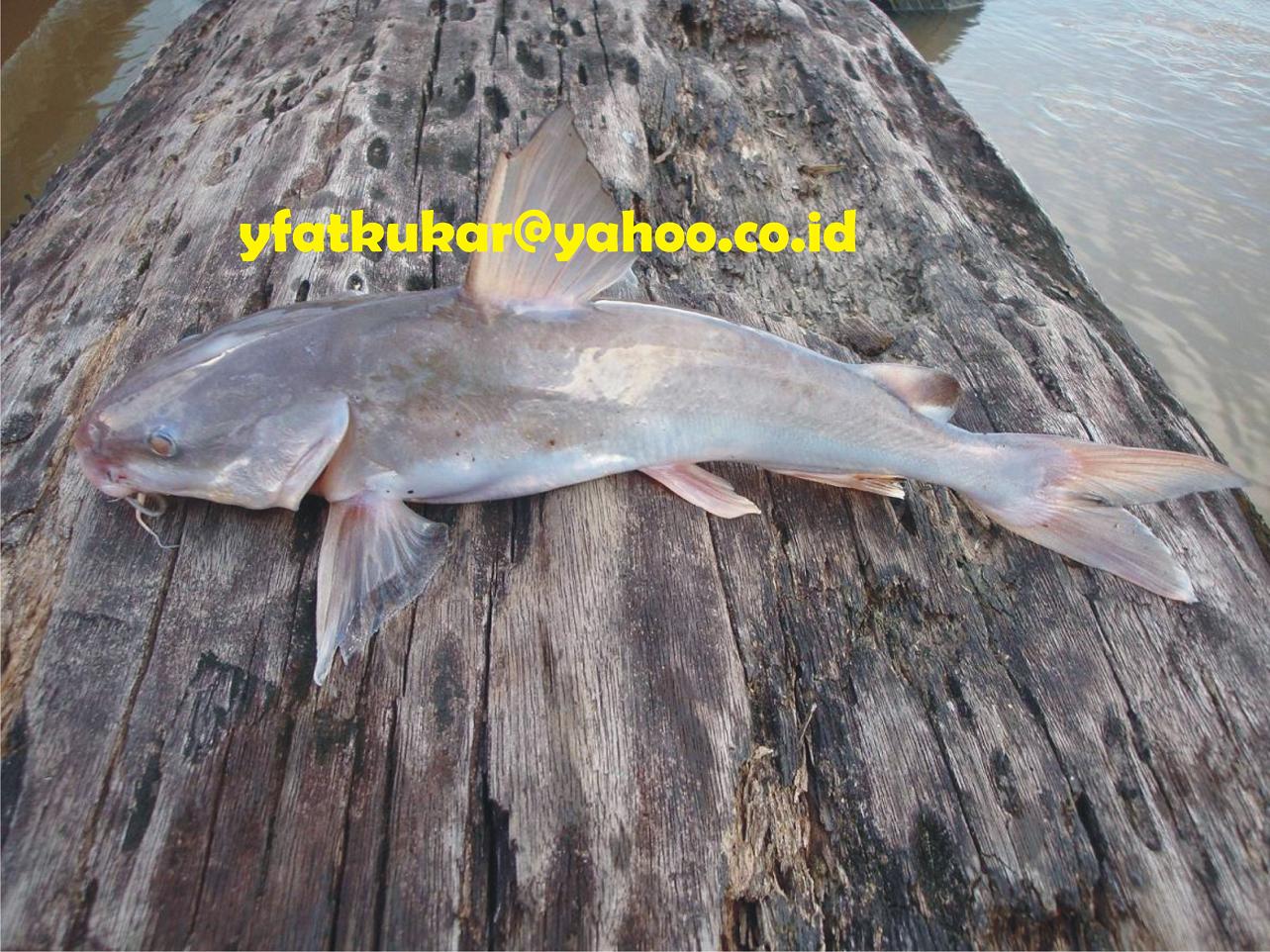 Gagok (Mystus wolffii)