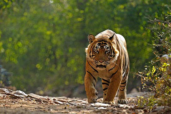 Indian Tiger Diaries: Ustad T24 – The Fallen King (Ranthambore National ...