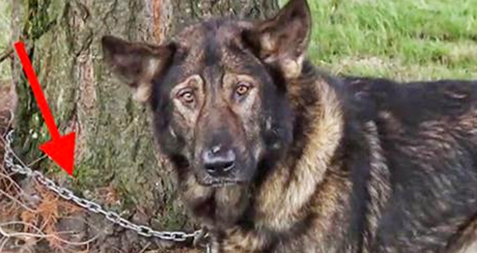 This Dog Lived His Whole Life Chained To A Tree. What Happened When ...