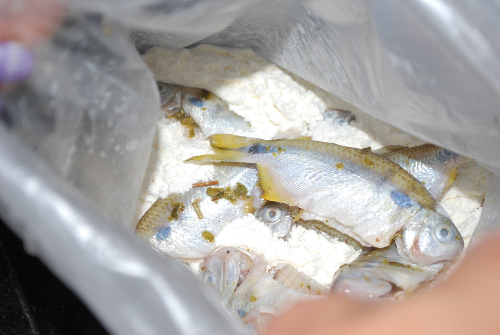 Pescaria de dicas: Como preparar Lambari frito