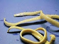 Segala Tentang Cacing: Macam-Macam Cacing