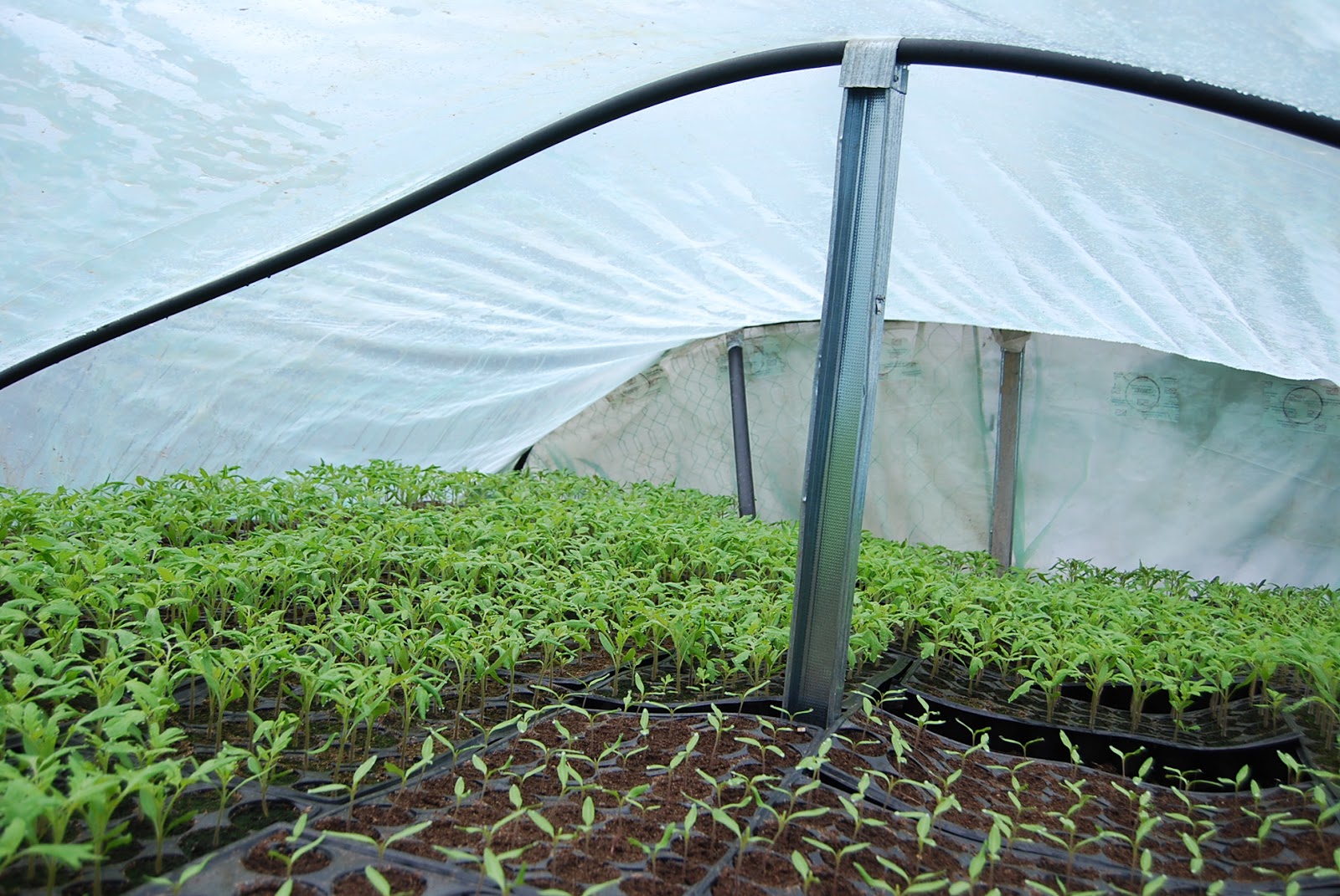 LEGUMICULTURA IN SOLAR SI SERE: RASADURILE DE ROSII
