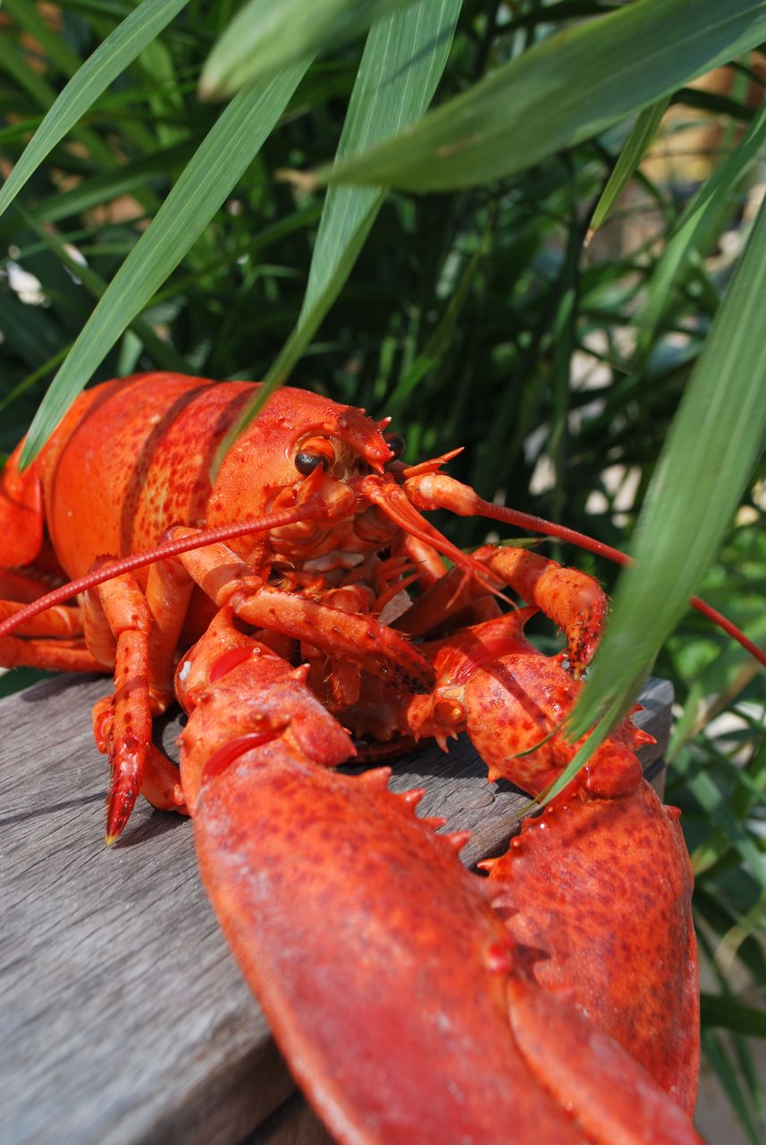 Scrumpdillyicious: Luscious Lobster Risotto