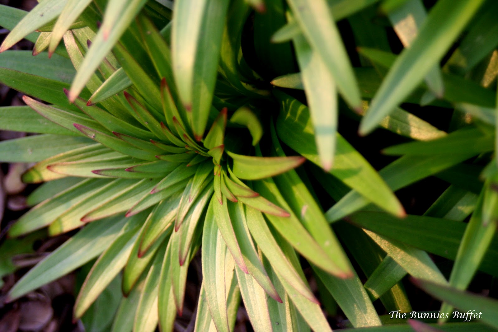- The Bunnies' Buffet: Up Close and Personal: Views of Spring