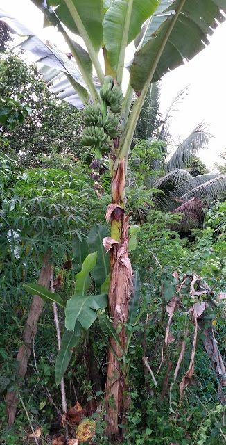 Mengenal Ciri Ciri Buah Pisang Barangan, Harga, Dan Pohon Pisang ...