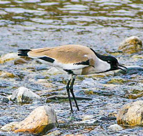 River lapwing images | Birds of India | Bird World