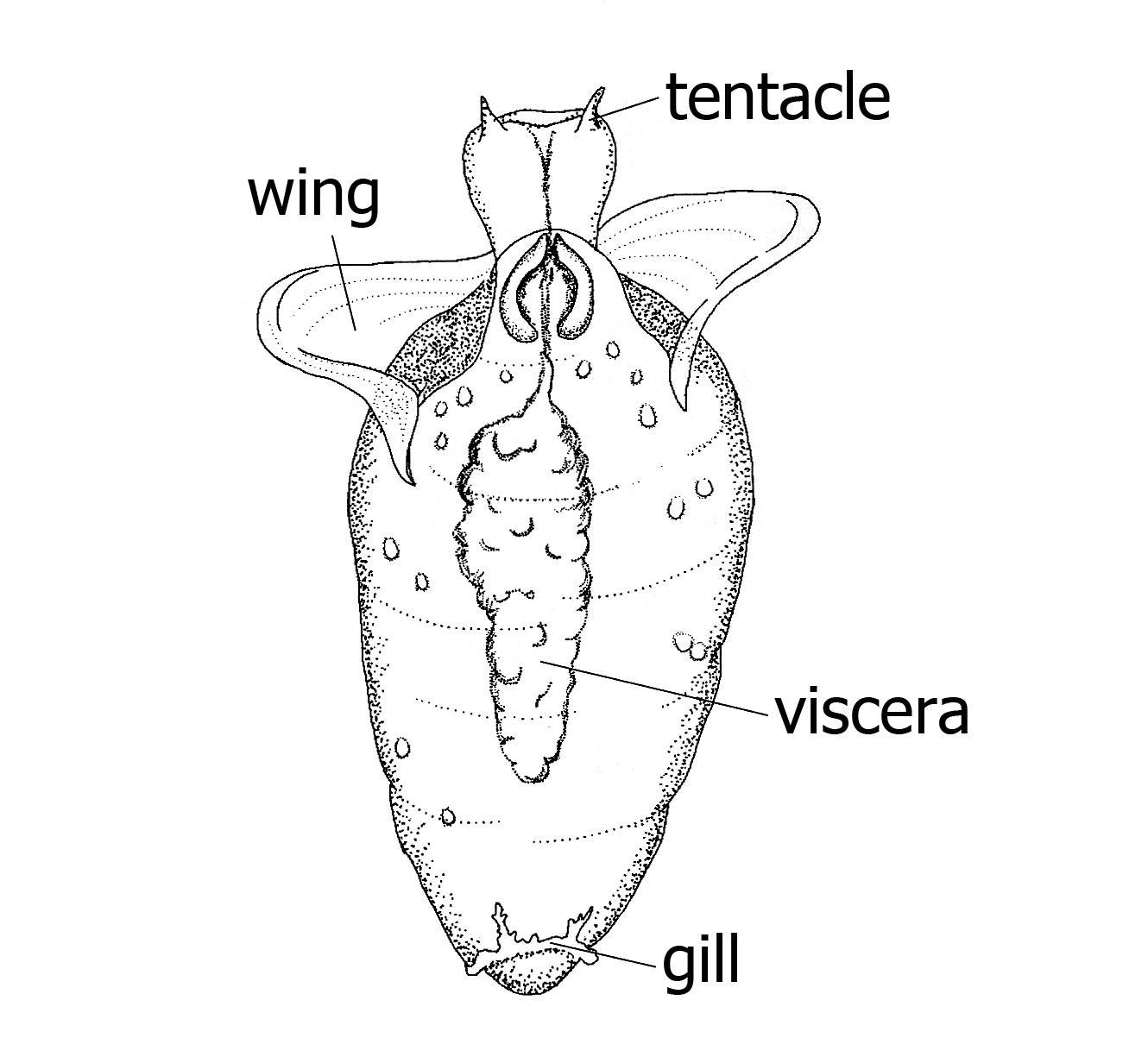 The Natural History of Bodega Head: Angel on the sand