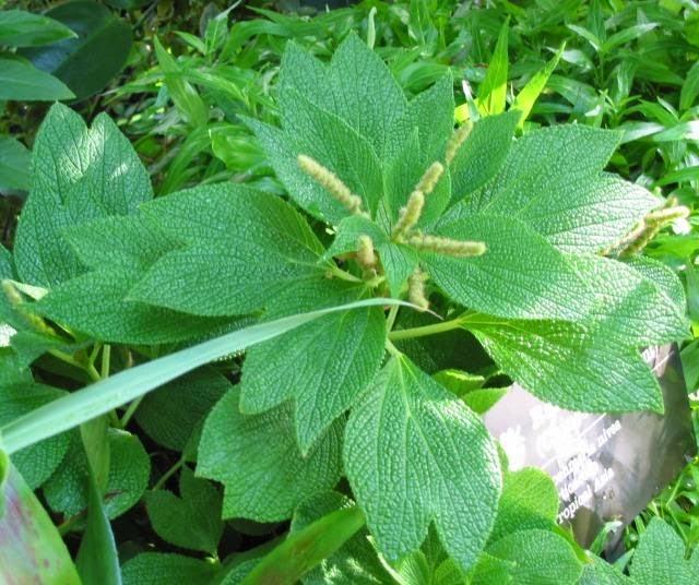 Tanaman Serat - AGRONOMI UNHAS