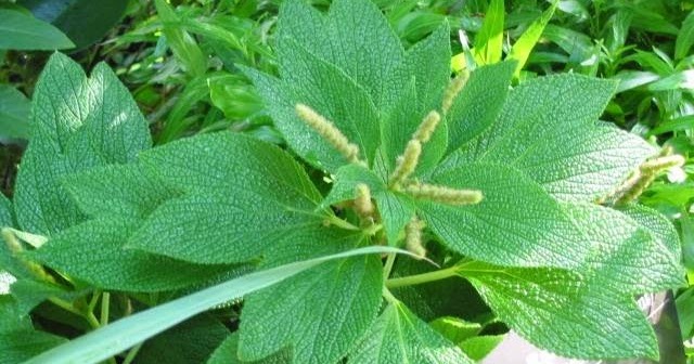 Tanaman Serat - AGRONOMI UNHAS