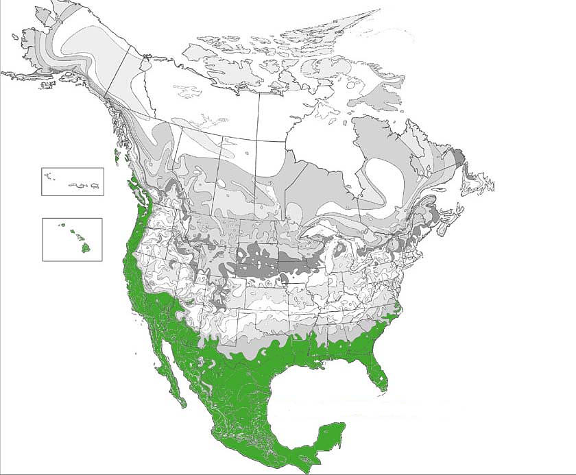 Beechwood Landscape Architecture and Construction: Japanese Loquat ...