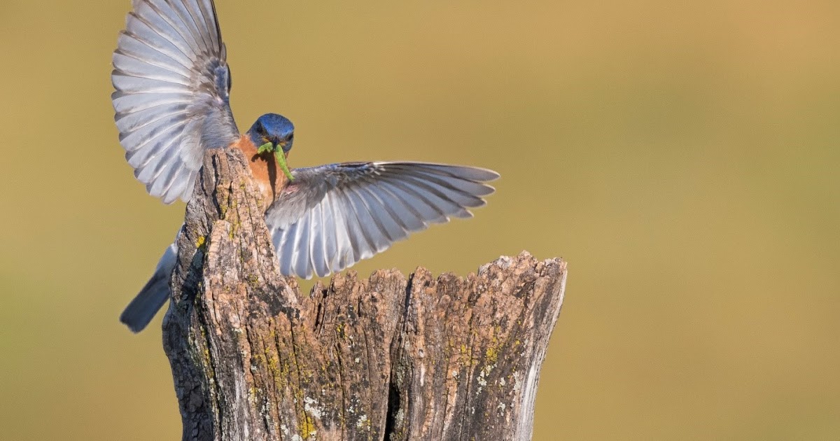 Ohio Birds and Biodiversity: Ohio Bluebird Society annual conference ...