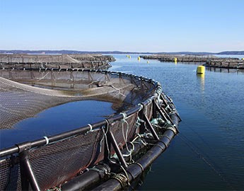 Canada Q&A – Without massive government subsidies, can the salmon ...