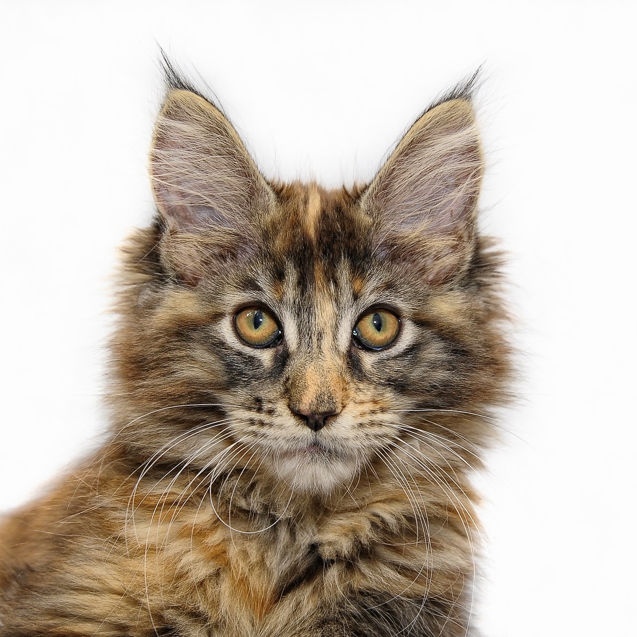 Maine Coon Characteristics | Maine Coon Kittens