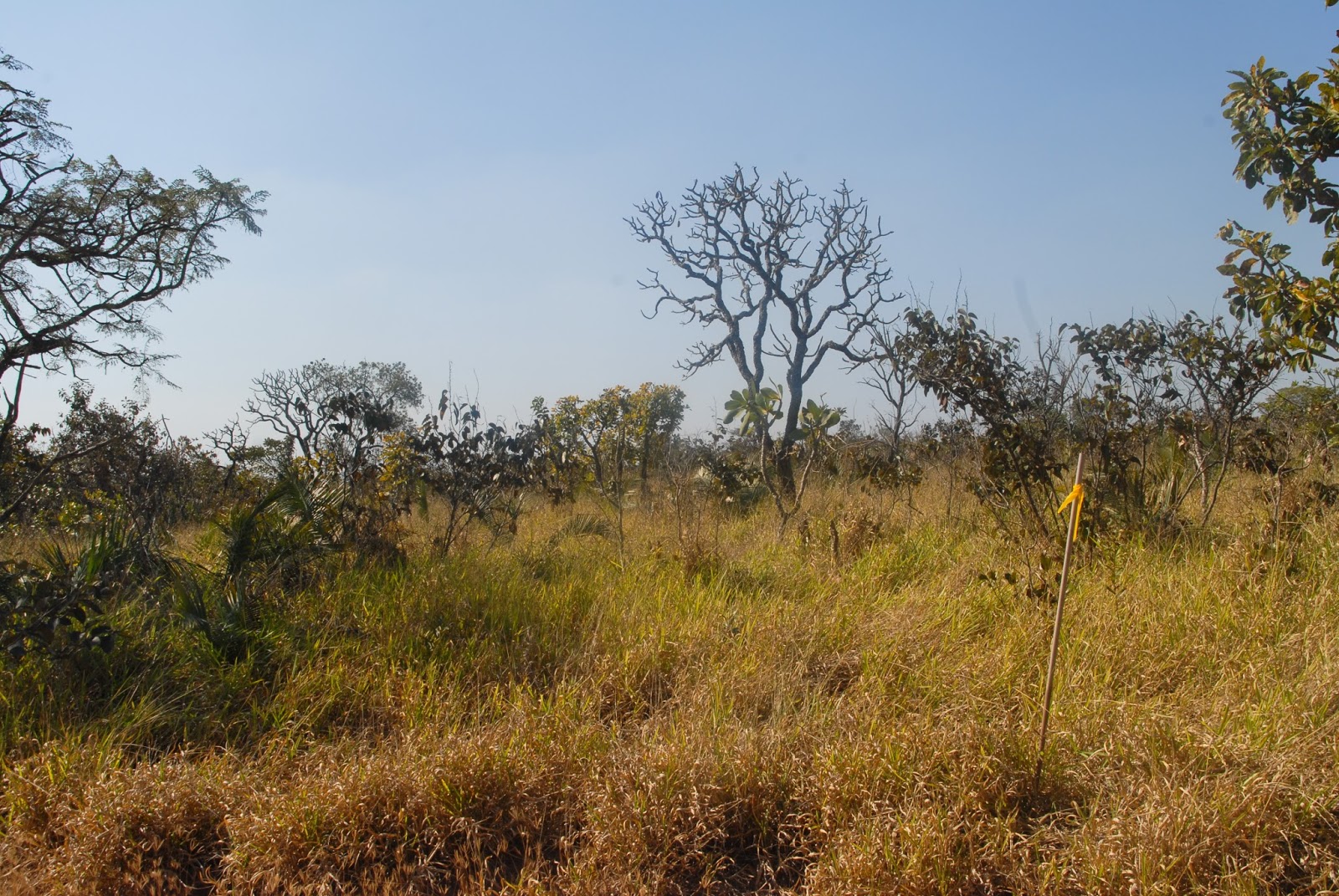 Dicas de Biólogo : Fotos de Fisionomias (Imagens)