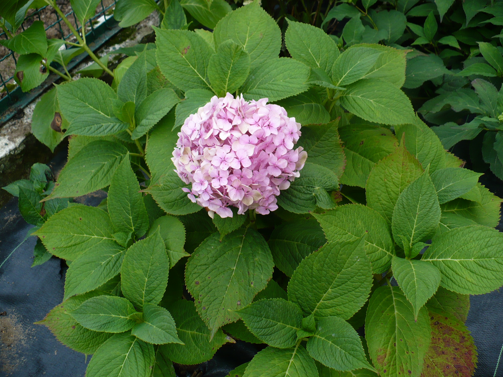 Hydrangea, Hortensja: Hydrangea macrophylla (Hortensja ogrodowa ...
