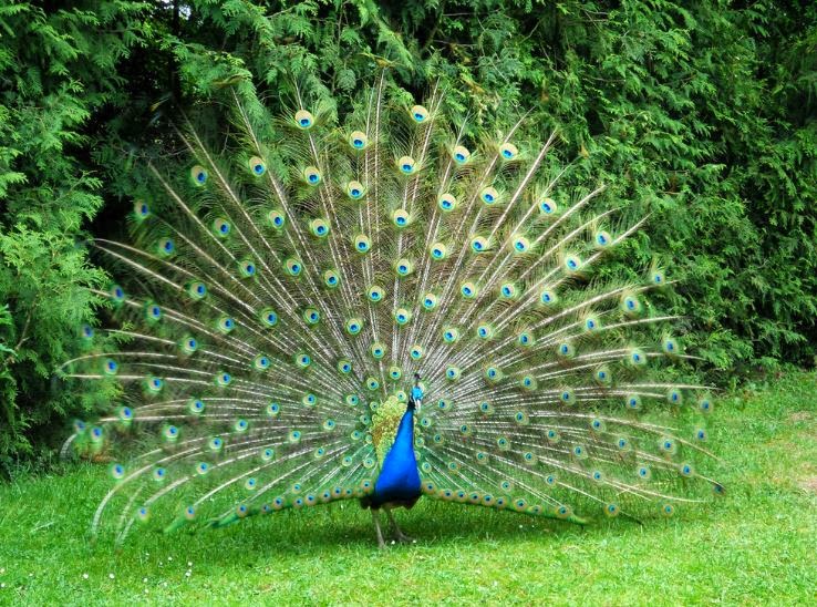 CORTEGGIAMENTO: PAVONE