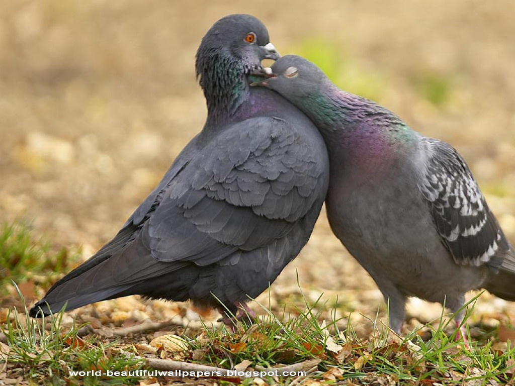 Beautiful Wallpapers: pigeon wallpapers