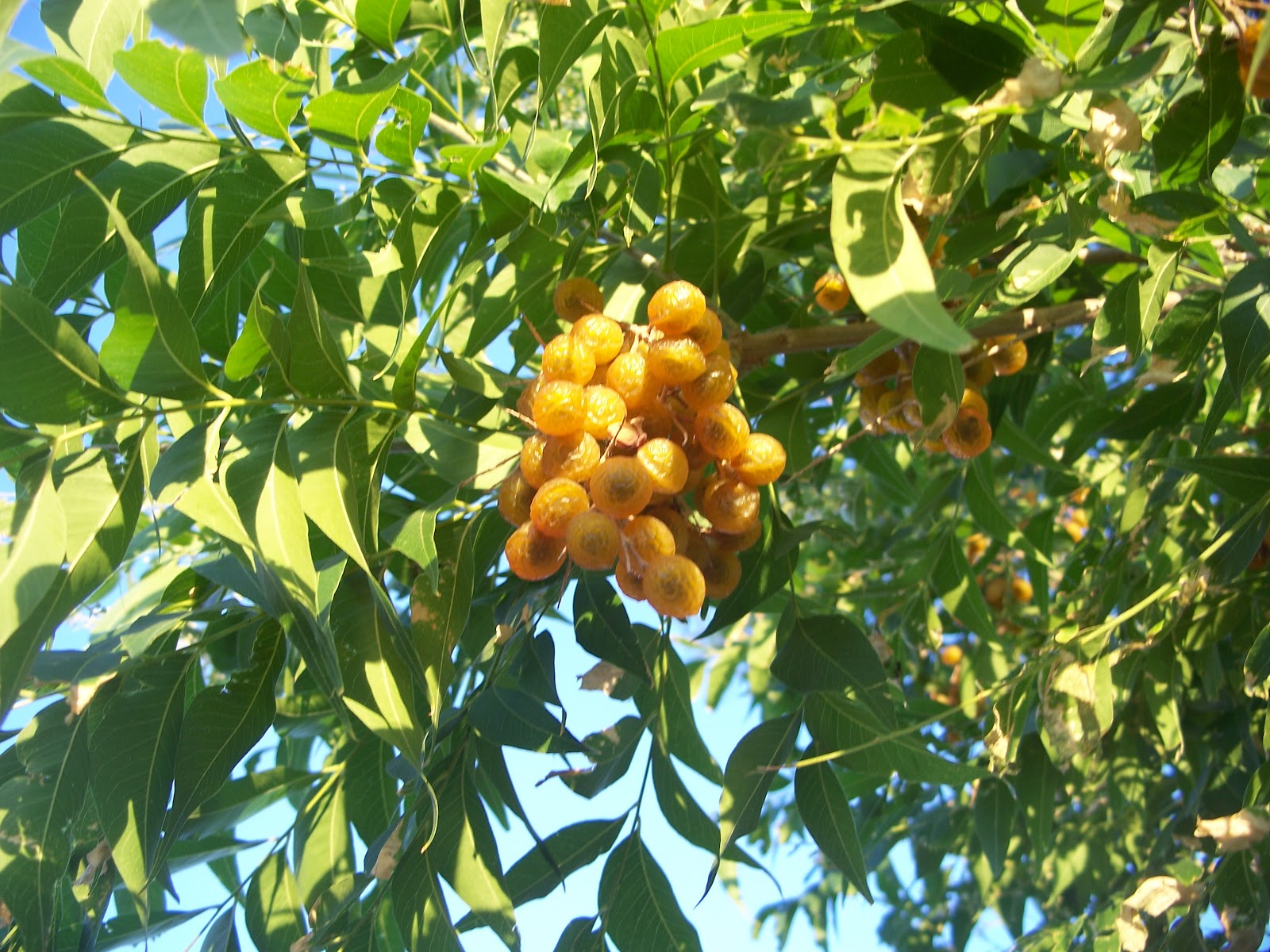 Western Soapberry Tree