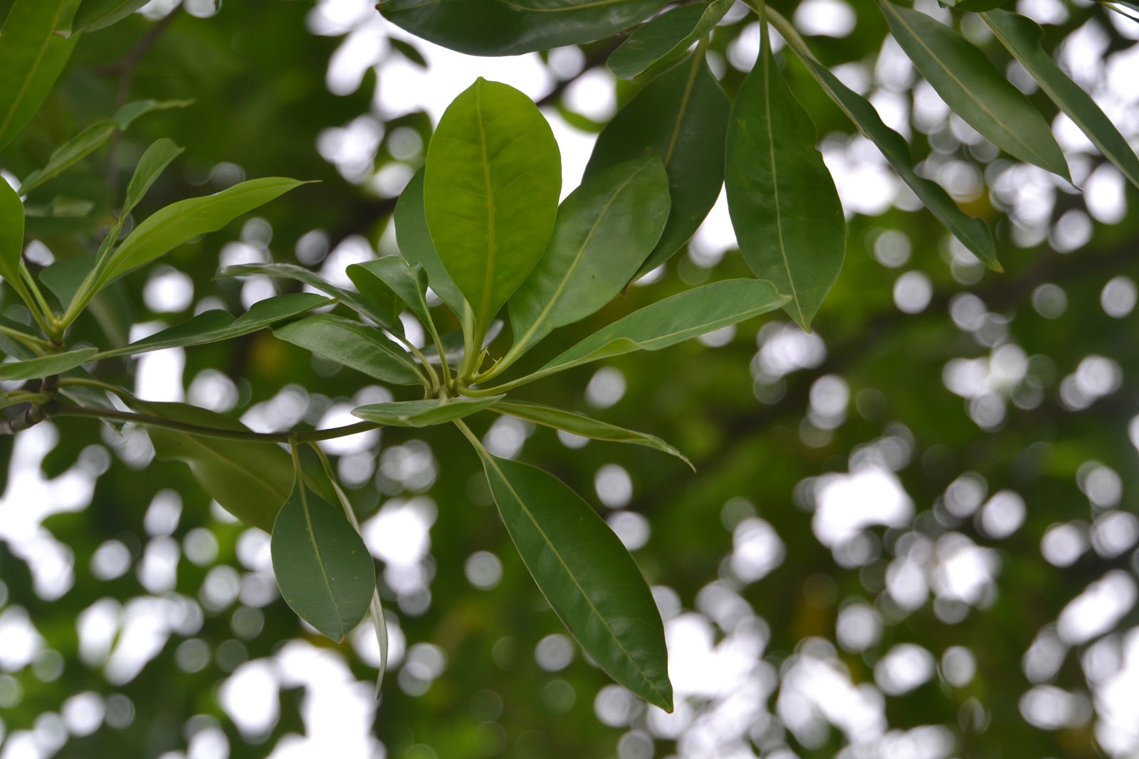 Riverine Parks: Fragraea fragrans