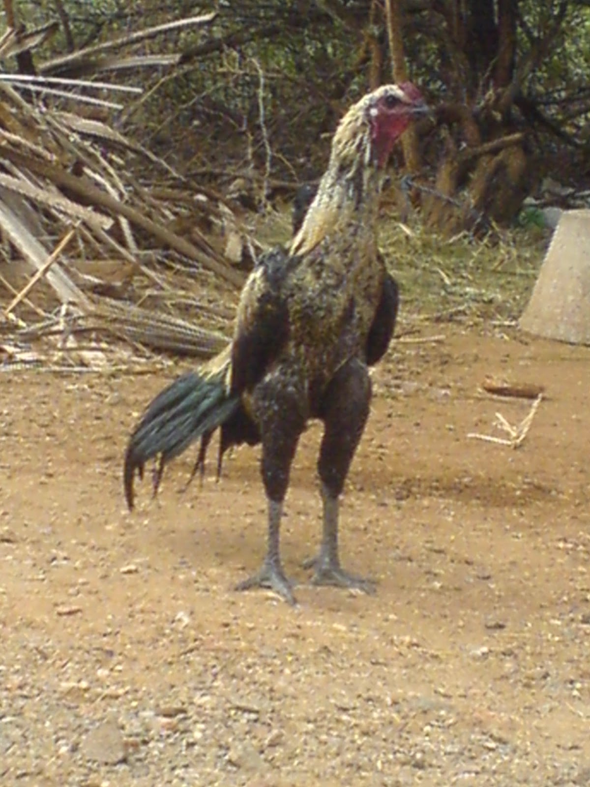கட்டு சேவல் - KATTU SEVAL - SANDAI SEVAL - FIGHTING ROOSTER: ROOSTER'S ...