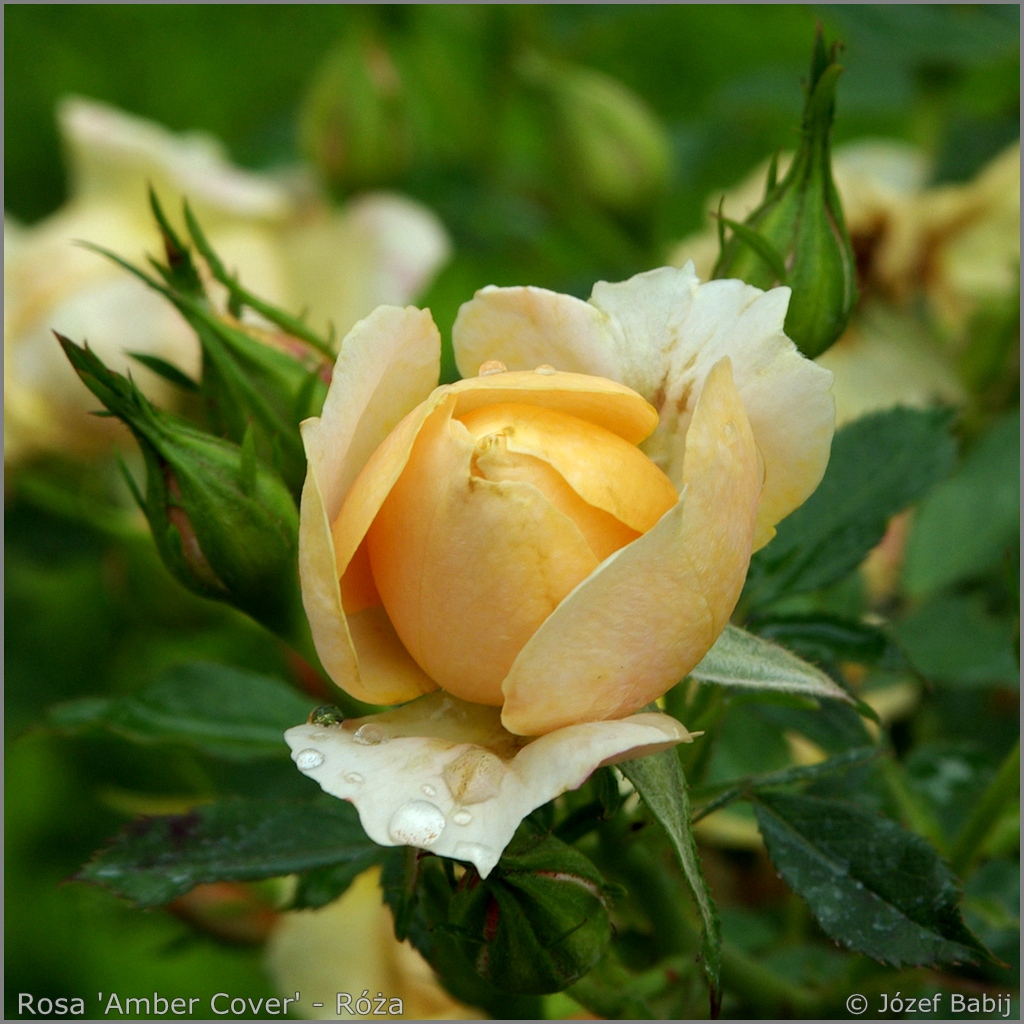 Plant Gallery - Encyklopedia Roślin: Rosa 'Amber Cover' - Róża 'Amber ...