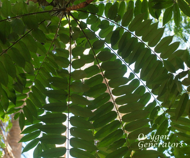 Pure Oxygen Generators: The Many Faces of Kamias