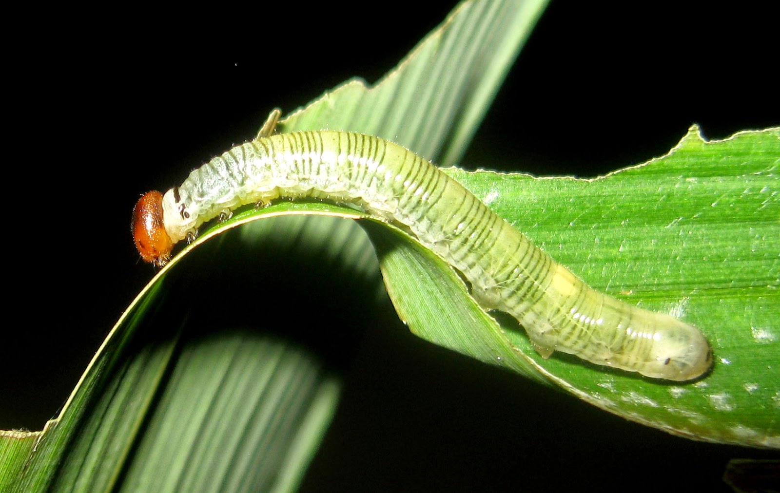 Nature Of Srilanka: Common Red Eye (Matapa aria) - රතැසියා