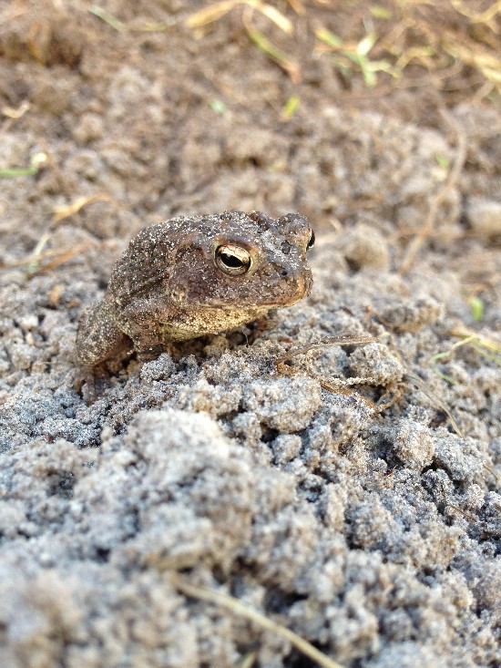 The Rainforest Garden: How I Used a Cultivator to Start a Vegetable Bed