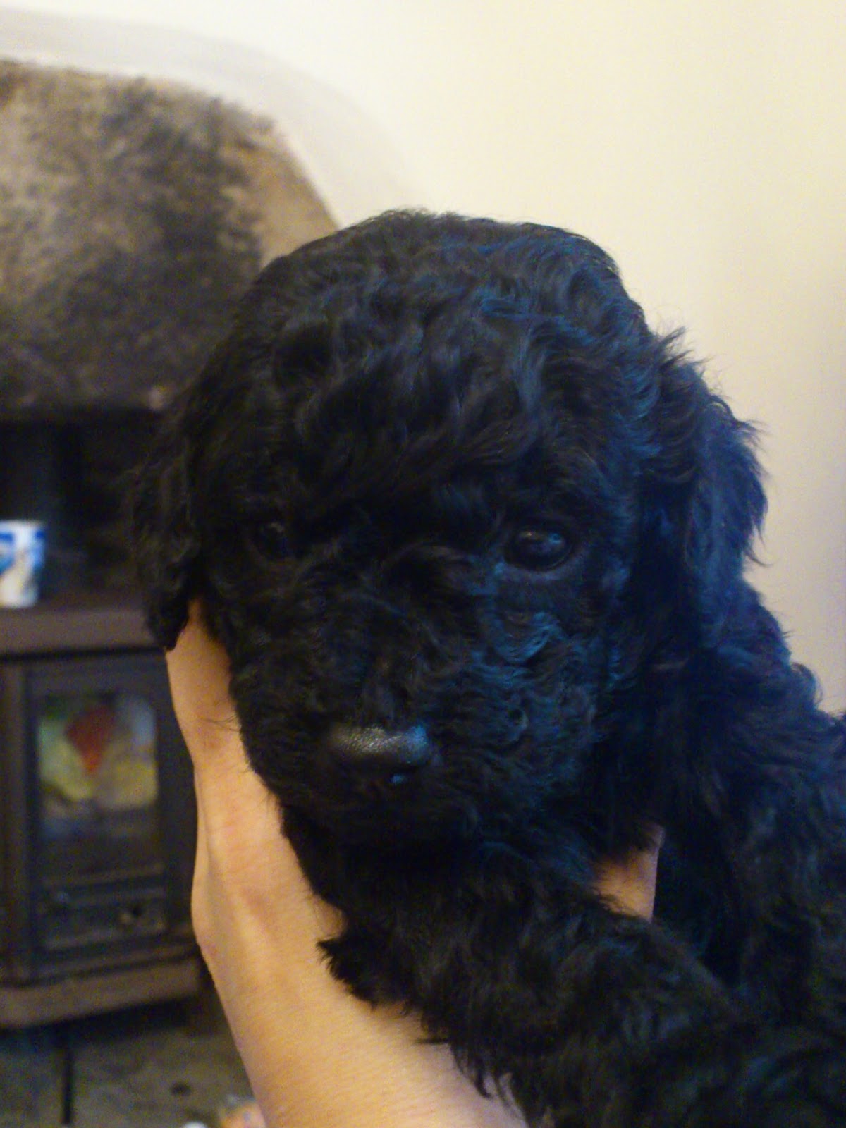 COCKAPOO PUPPIES