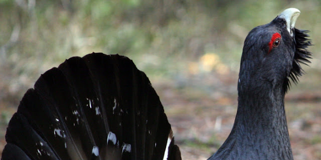 Alle mann ut: Tid for tiur