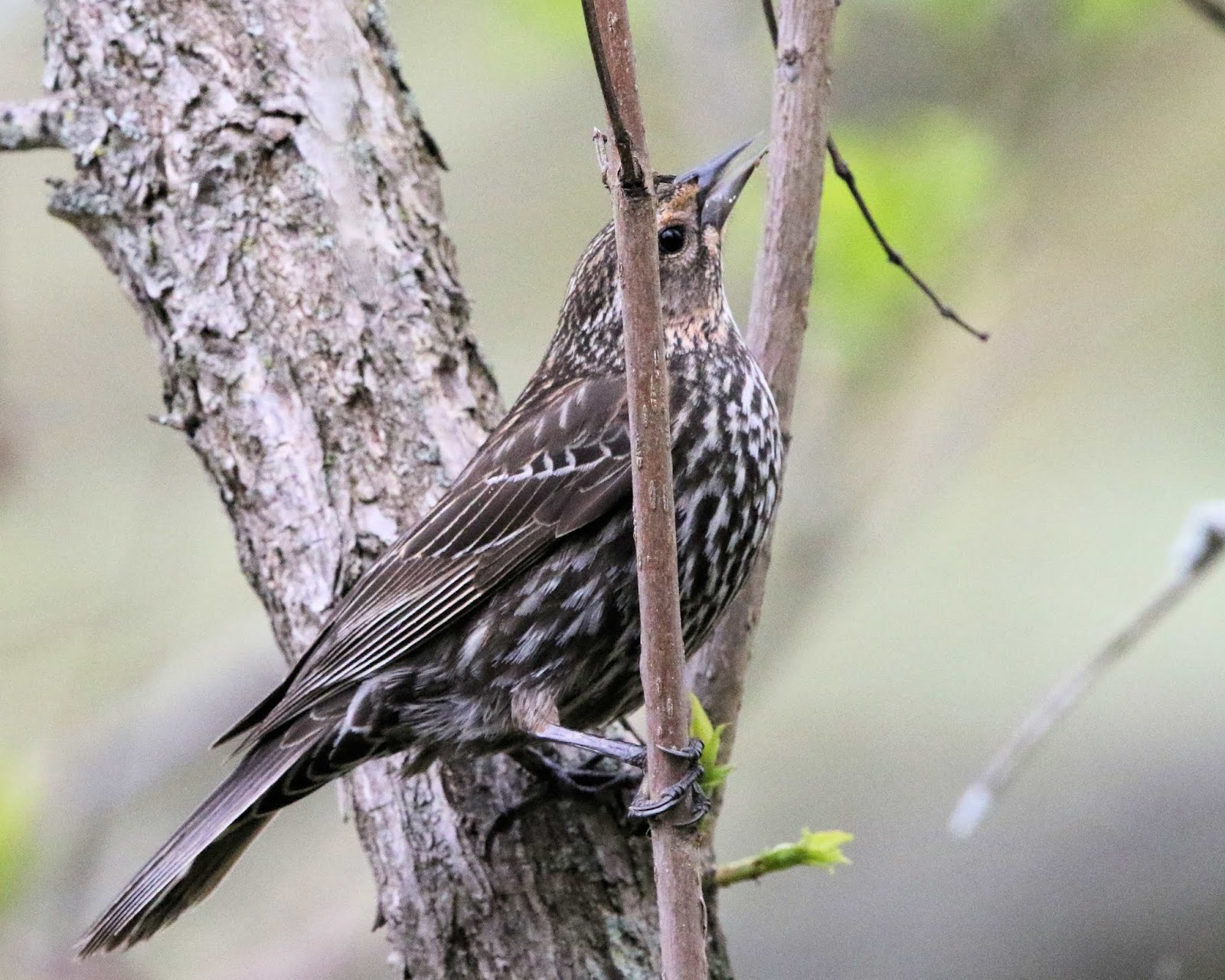 Birds from Behind : Why They Call Me "Loopy..."