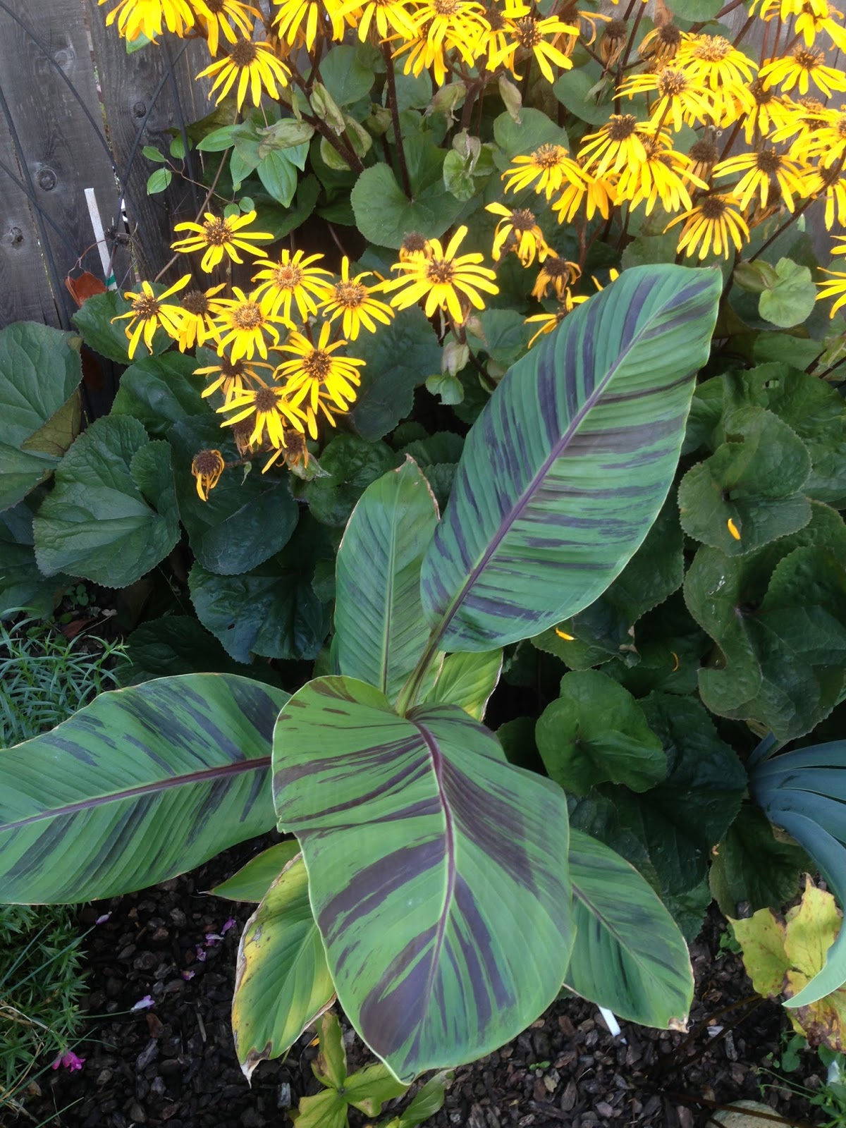 The Lents Farmer: Today's Favorite Plant - Musa sikkimensis 'Red Tiger'