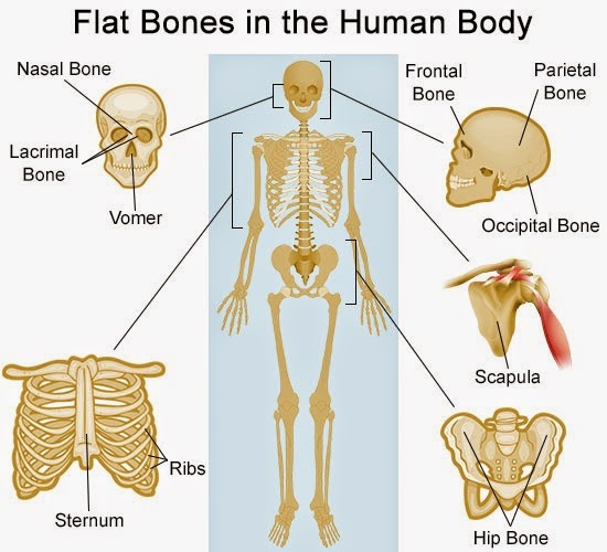 scienceandenglish3primary: UNIT 3. LIFE PROCESSES. INTERACTION. THE ...