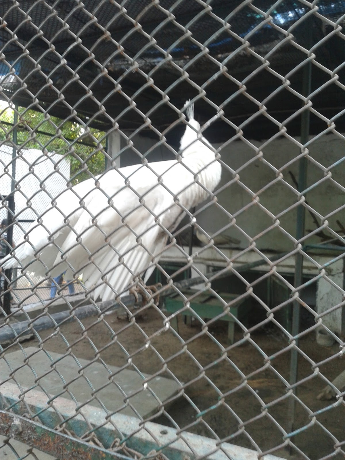 Kamla nehru zoo kankaria zoo ahmedabad - Green Ahmedabad: