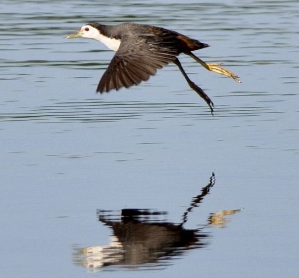 White-breasted Waterhen - ARUNACHALA BIRDS