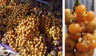 Anim Agro Technology: BUAH JETIK-JENTIK - KENALI DIA