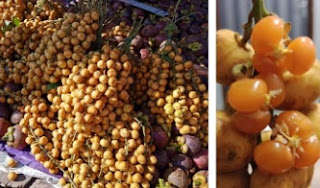 Anim Agro Technology: BUAH JETIK-JENTIK - KENALI DIA