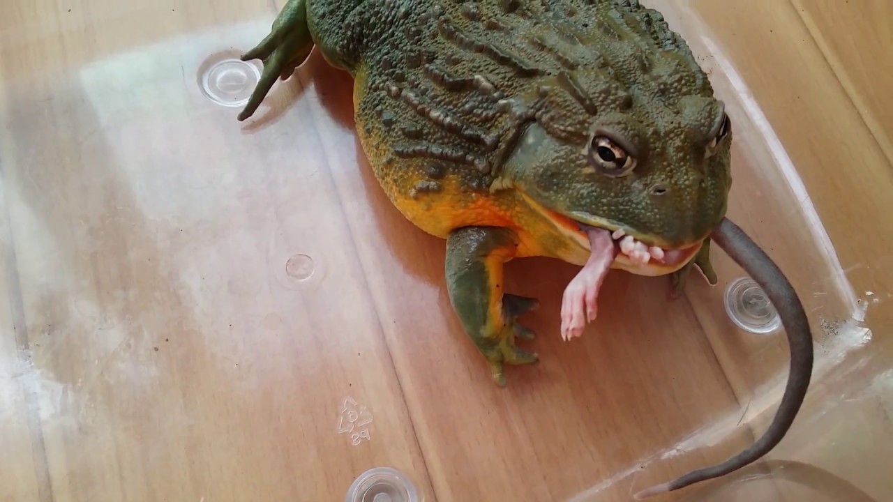 Mitoslavia: Zwierzęta pustynne