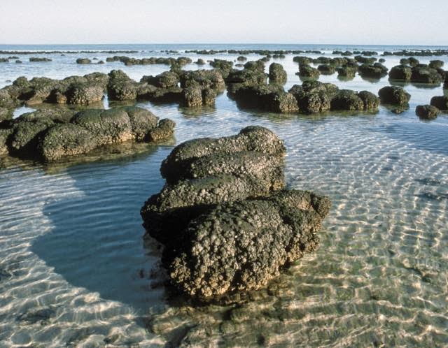 Geoecograph: Строматолиты: следы древнейших экосистем