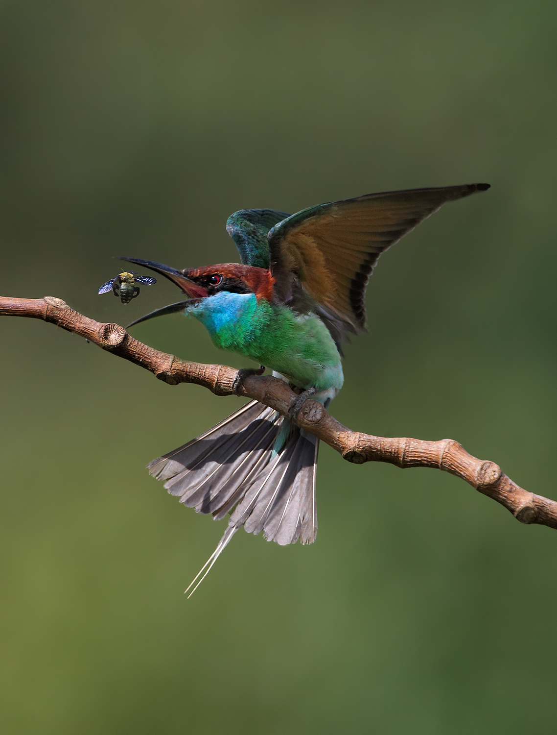 Pertinent perches are paramount