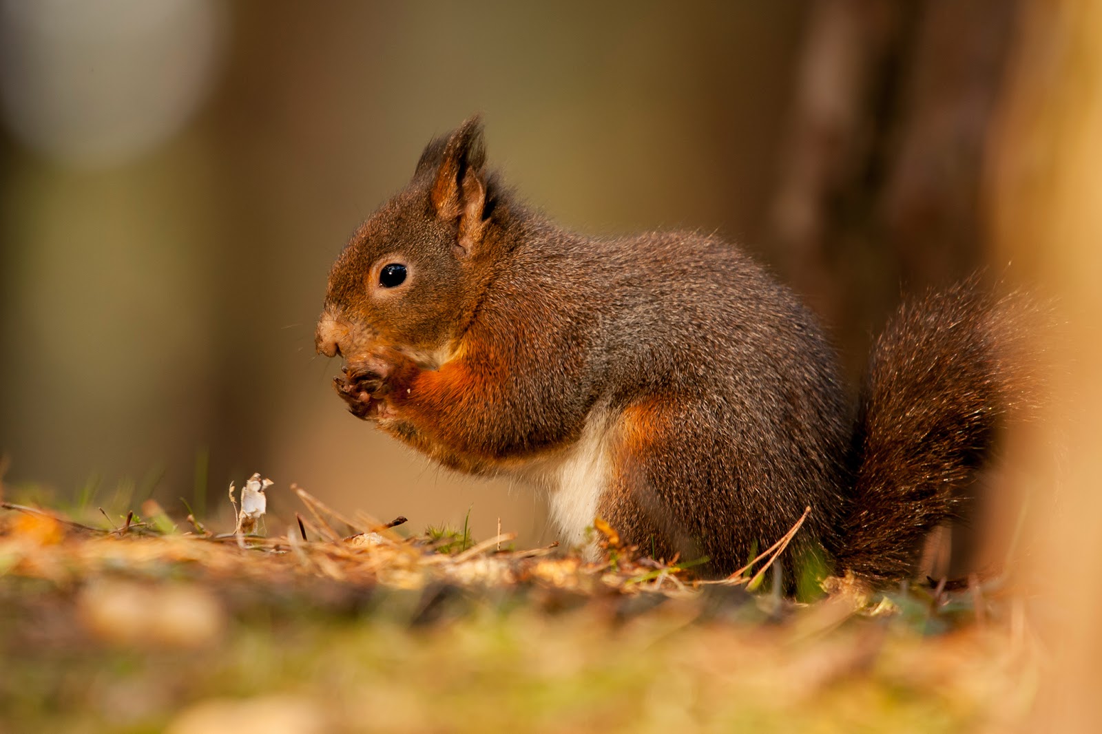 Staffordshire Wildlife And Nature Photography: A morning at Formby Red ...