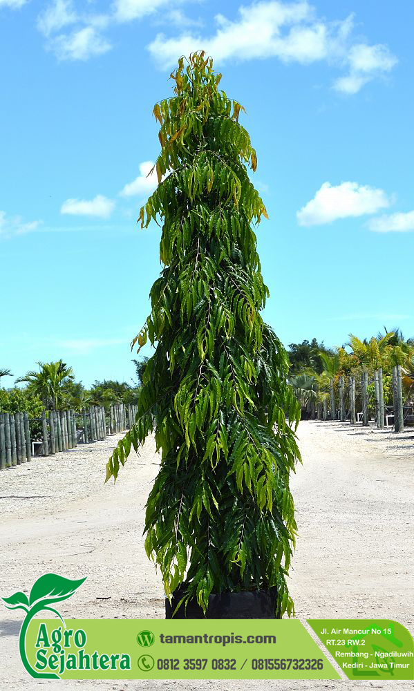 Glodokan Tiang (polyalthia Longifolia)