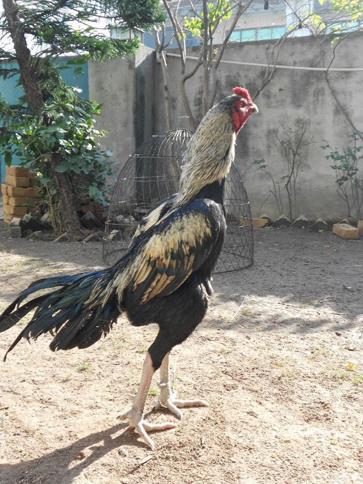 Java Aseel Fighter Cock ~ Pakistani Aseel Photos