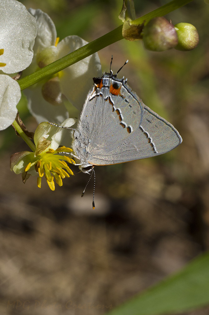 MPG Photo Creations: Kansas Butterflies