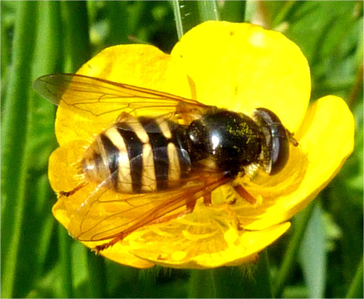 Insects of Scotland: Hoverflies