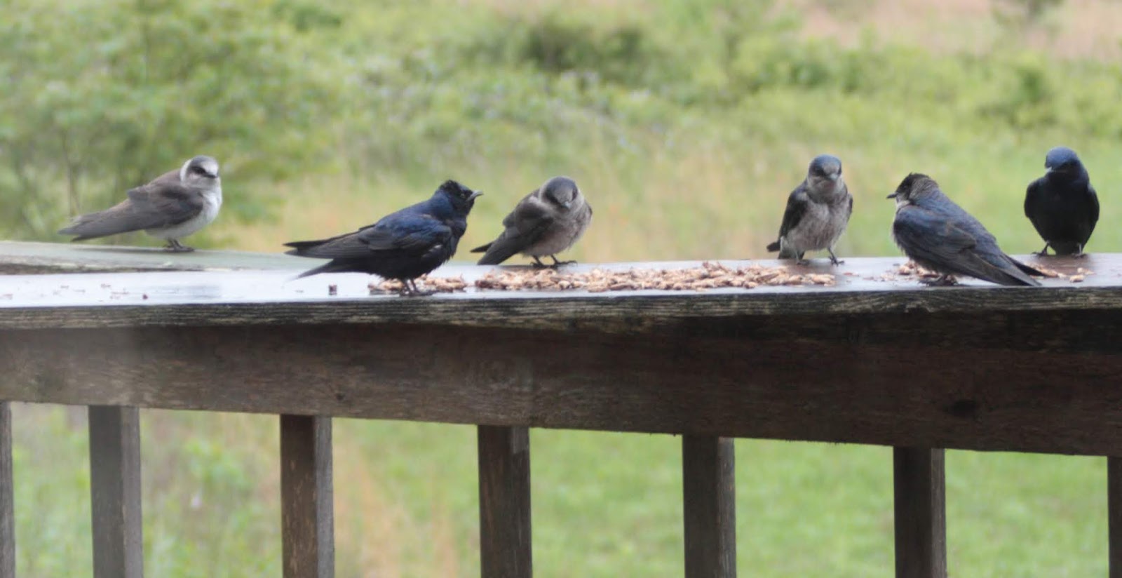 The Birds & The Bees: Purple Martin Sub-Adults Arrive in Missouri